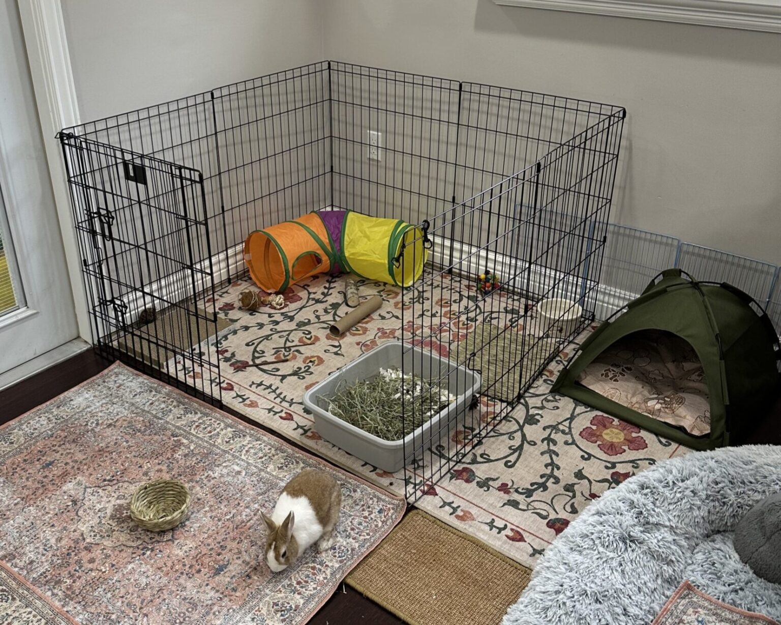 RABBITS – Penny & Wild